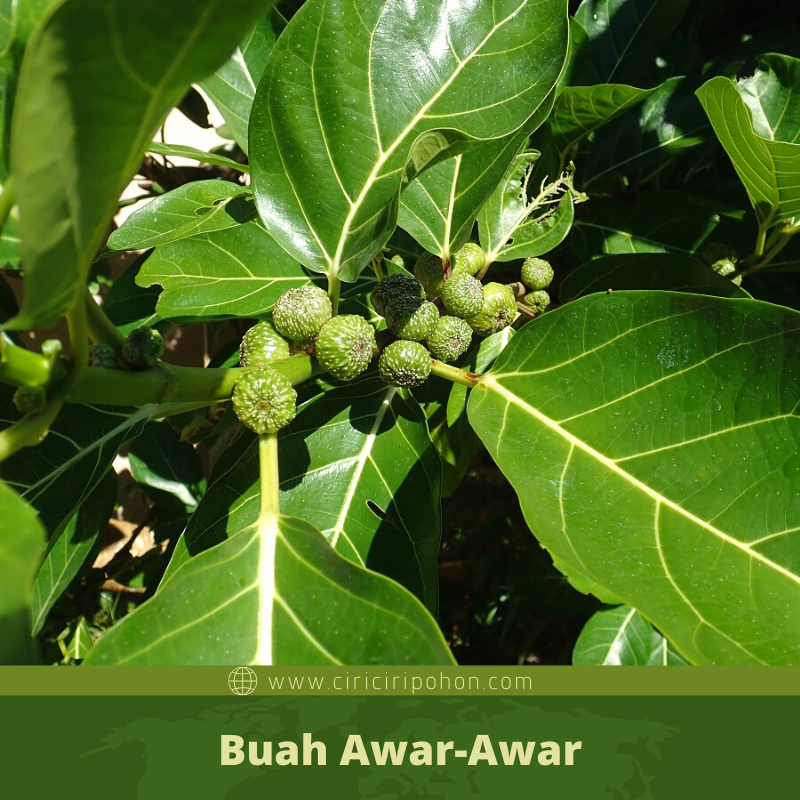 Ciri Ciri Pohon Awar-Awar (Ficus septica) Di Alam Liar - Ciriciripohon.com