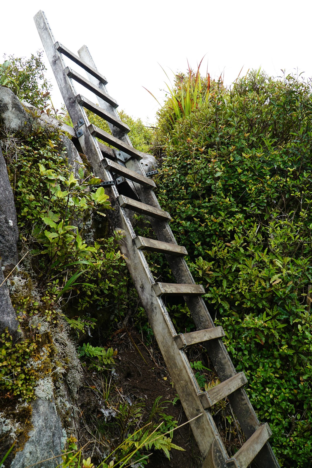 Karioi Track (Pirongia Forest Park) ~ The Long Way's Better