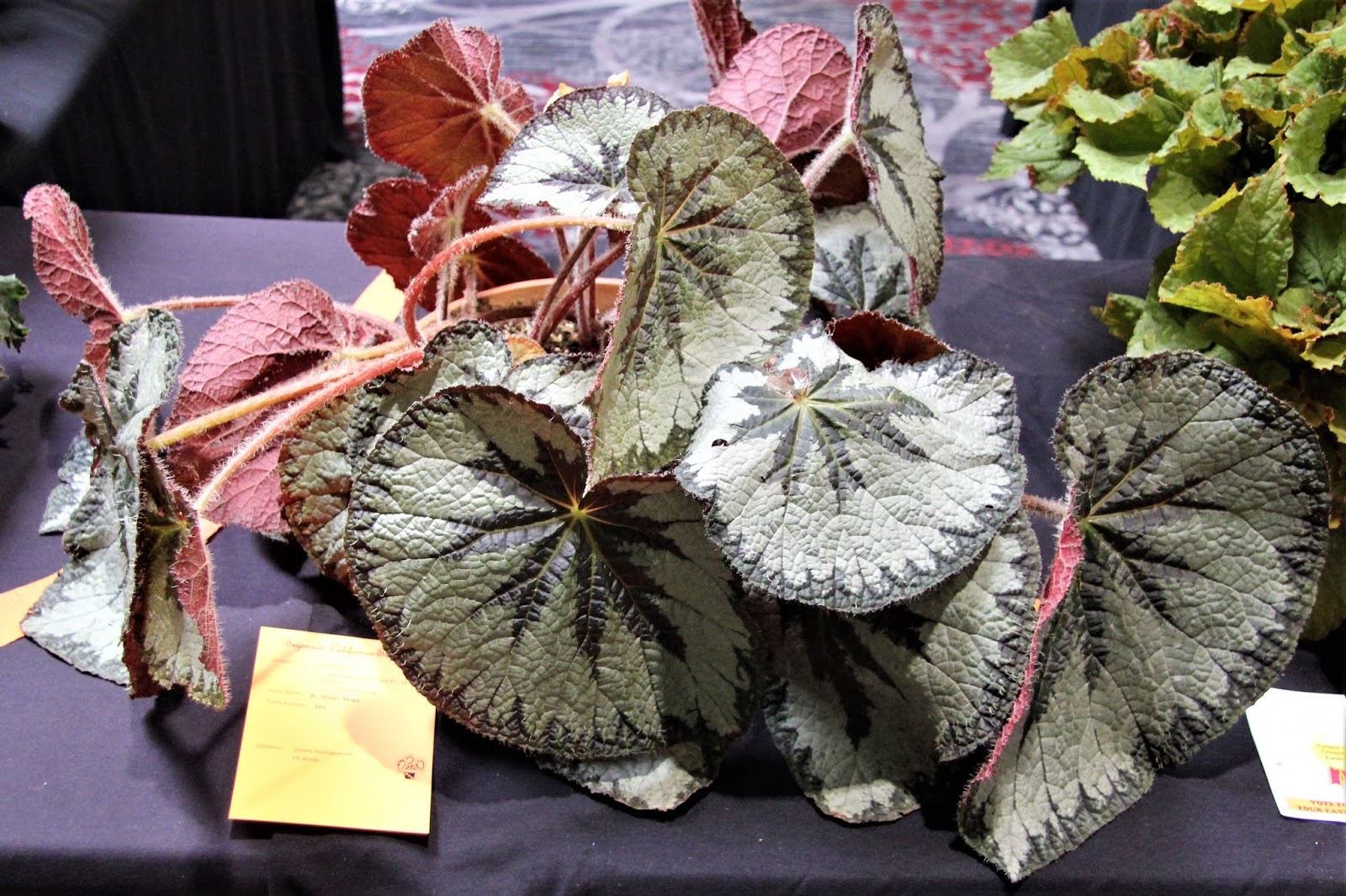 BirdCam on Cheltenham: 2019 American Begonia Society Convention ...