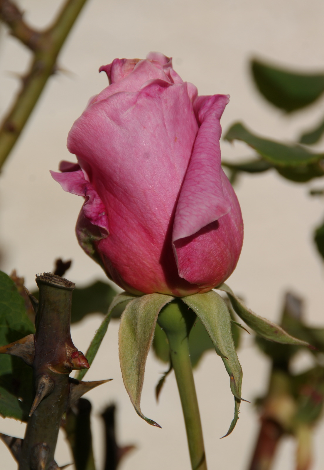 Organic Garden Dreams: December Roses