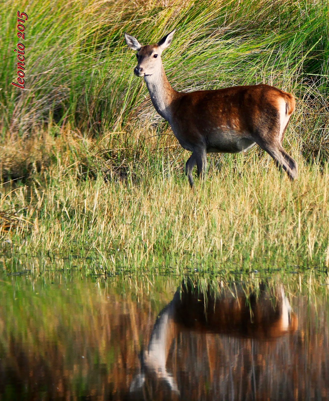FOTOGRAFÍA Y NATURALEZA EN ANDALUCÍA: DIGISCOPING,CIERVO COMÚN ( cervus ...