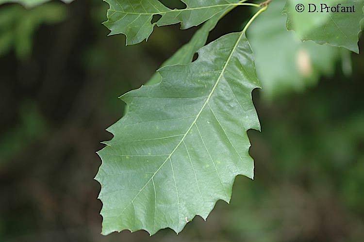 Field Biology in Southeastern Ohio: Oaks of Ohio