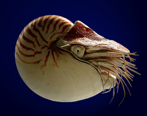 Biolodia: O Nautilus