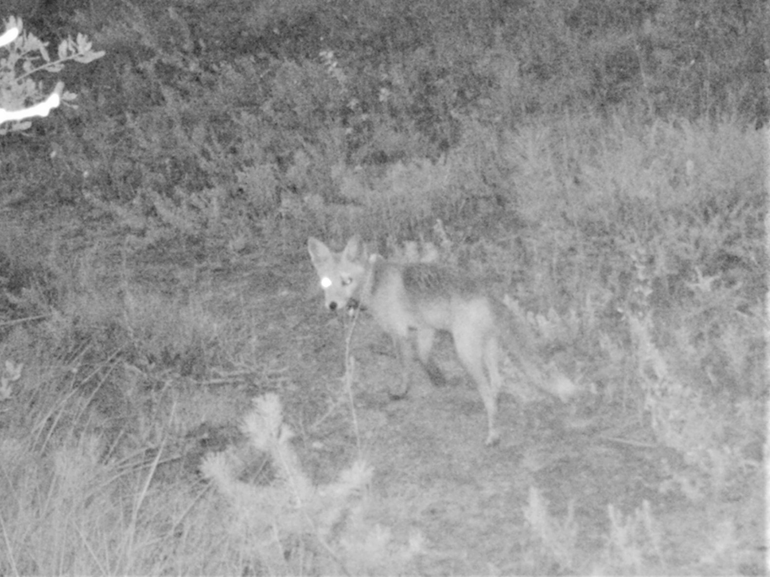 Wild Wood en Provence: stag fox lizard and a robin