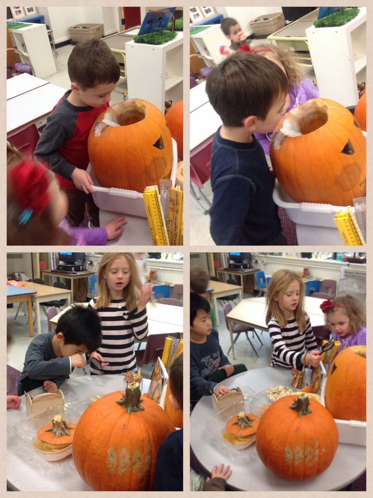 Wonders in Kindergarten: Our Pumpkin Investigation