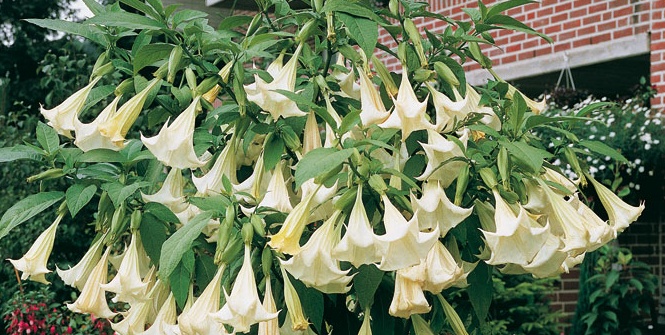 La Casa de NoA: "CUIDADO A QUIEN OS ACERCÁIS" Escopolamina o Burundanga