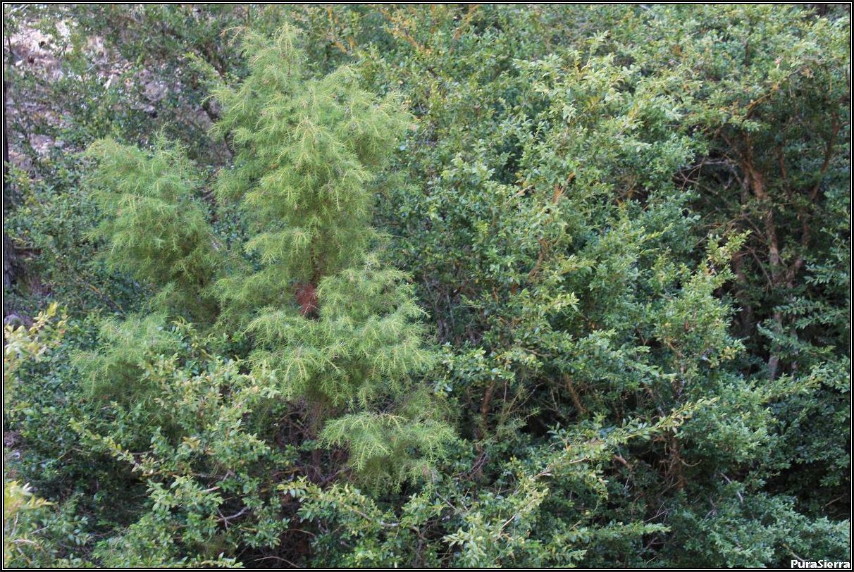 PuraSierra: El boj, la planta amiga: Características, usos y toponimia