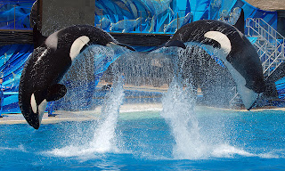 Animals of the world: Kasatka Killer whale