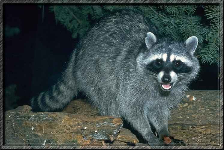 Mapaches en imágenes - Imagui