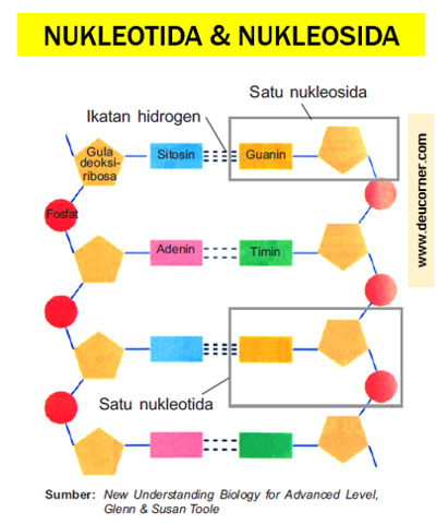 Biologi Kelas 12 | Materi Genetik (DNA & RNA) - Dewanto, S.Pd ...