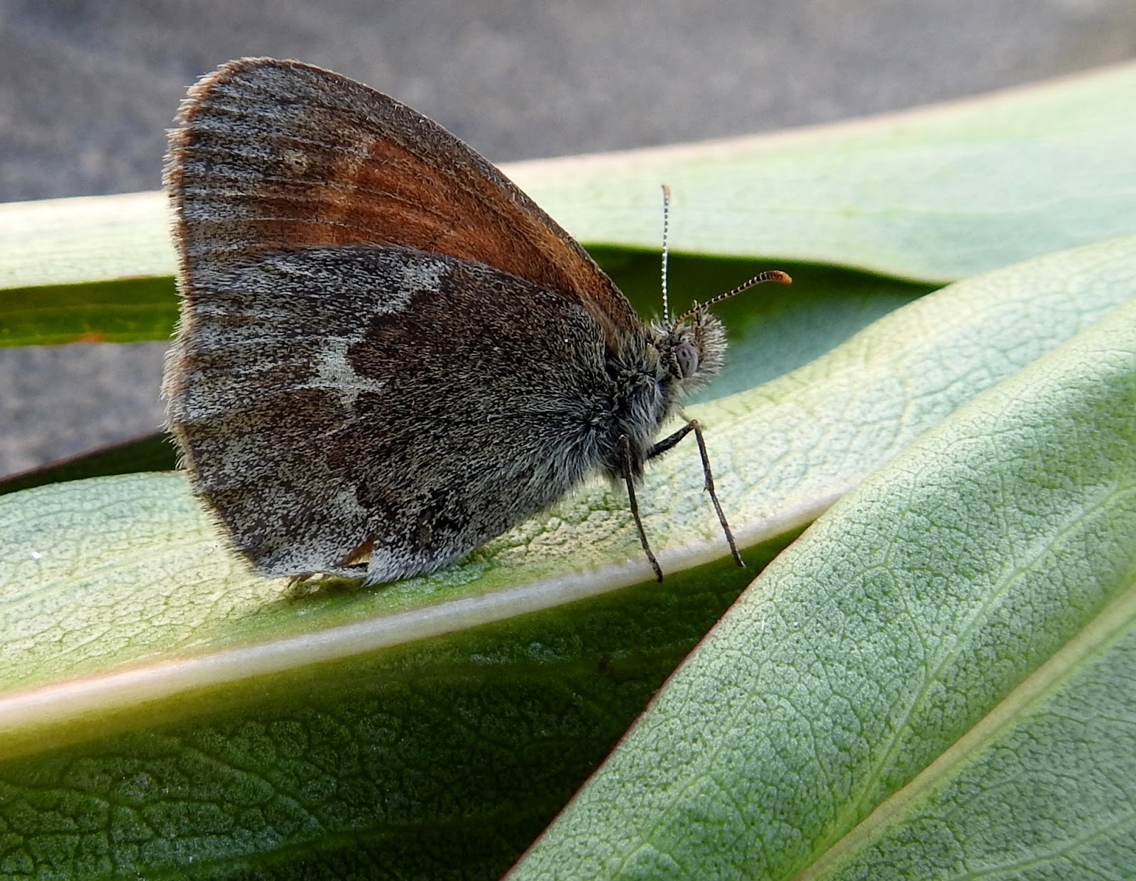 Nature Moncton Nature News: July 21 2016