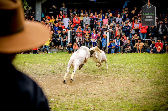 De Wisdom - Wisata Domba Garut ~ WisataTraveling & Masakan Nusantara