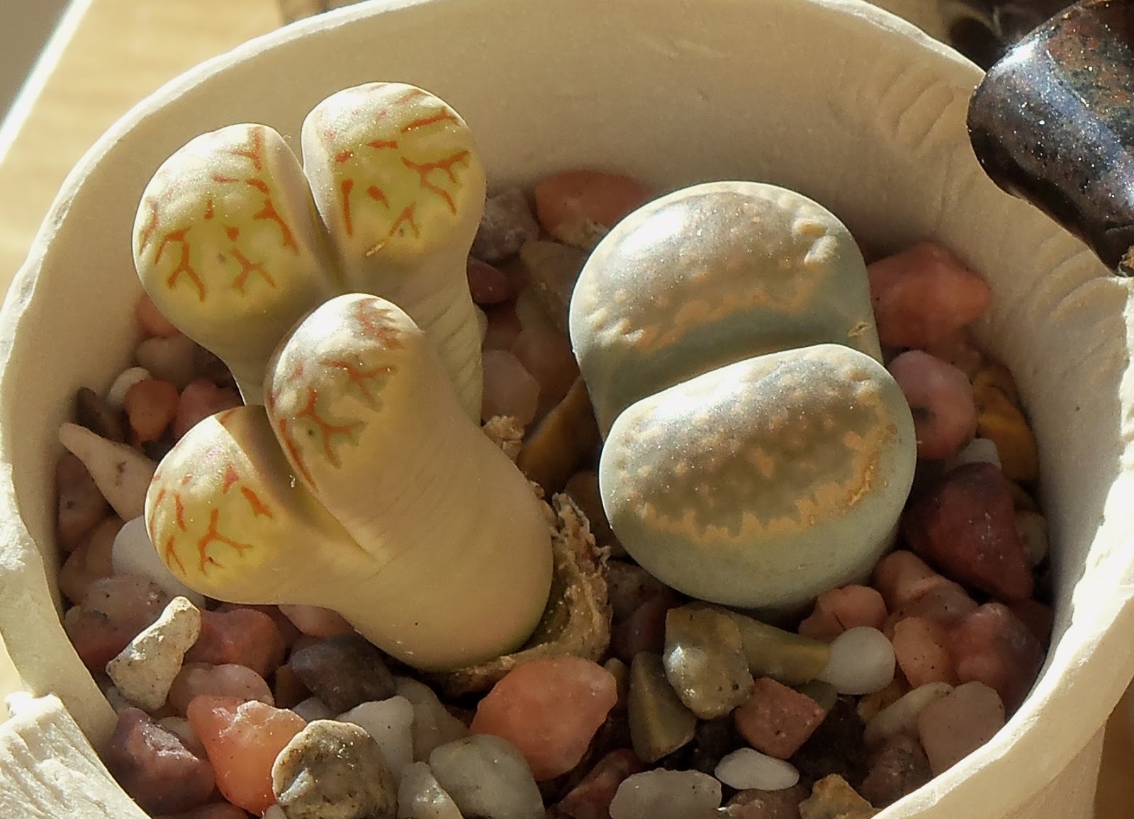 My Life Among the Lithops (and Other Strange Plants): We Are the ...