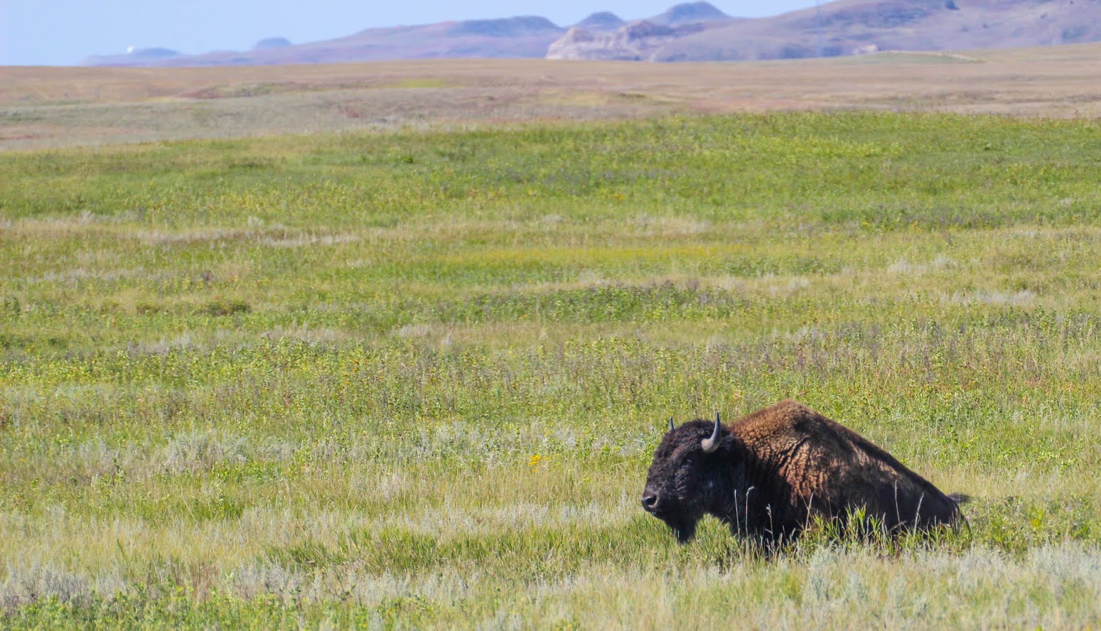 Cannundrums: Bison - North Dakota