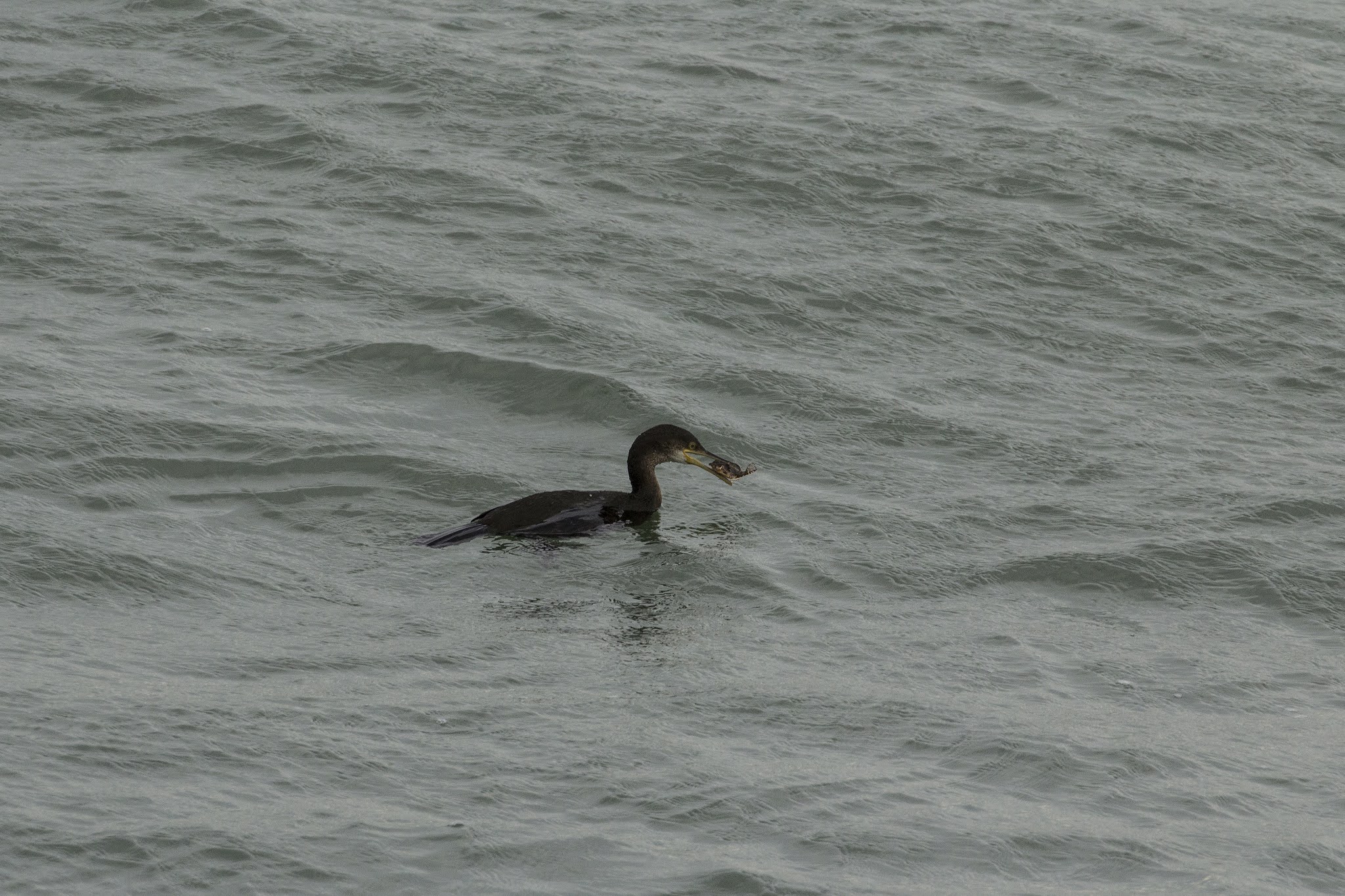 CDN NATUUR FOTOGRAFIE: VAN BRUINVIS NAAR VALE GIERZWALUW