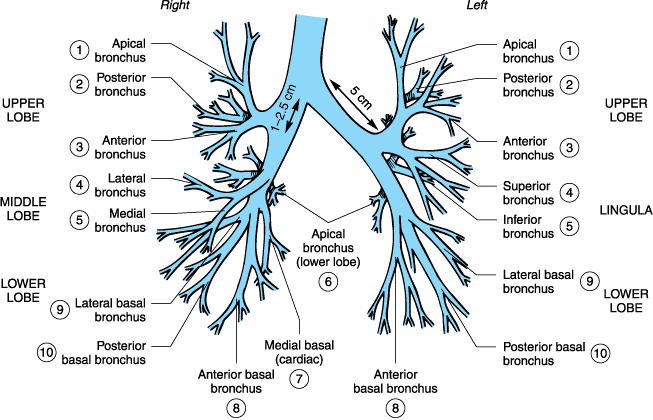 Health Teller: Anatomy of Lung