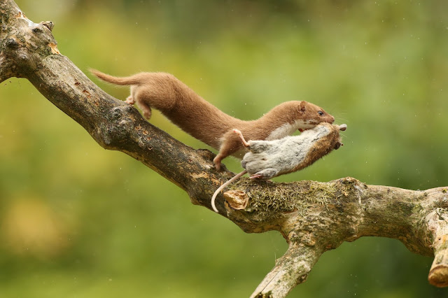 A Day In the Life of a Wildlife Artist: Weasels in my Garden: The Story ...