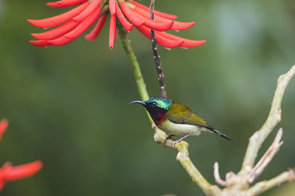 Sunbirds