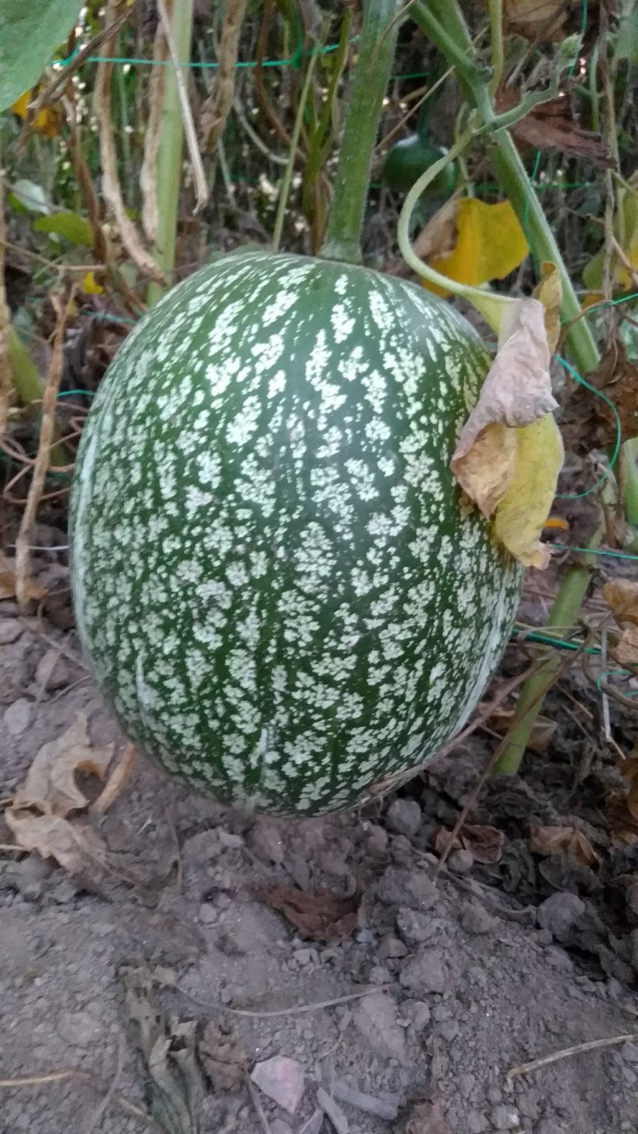 Terra e Sementes: Chilas