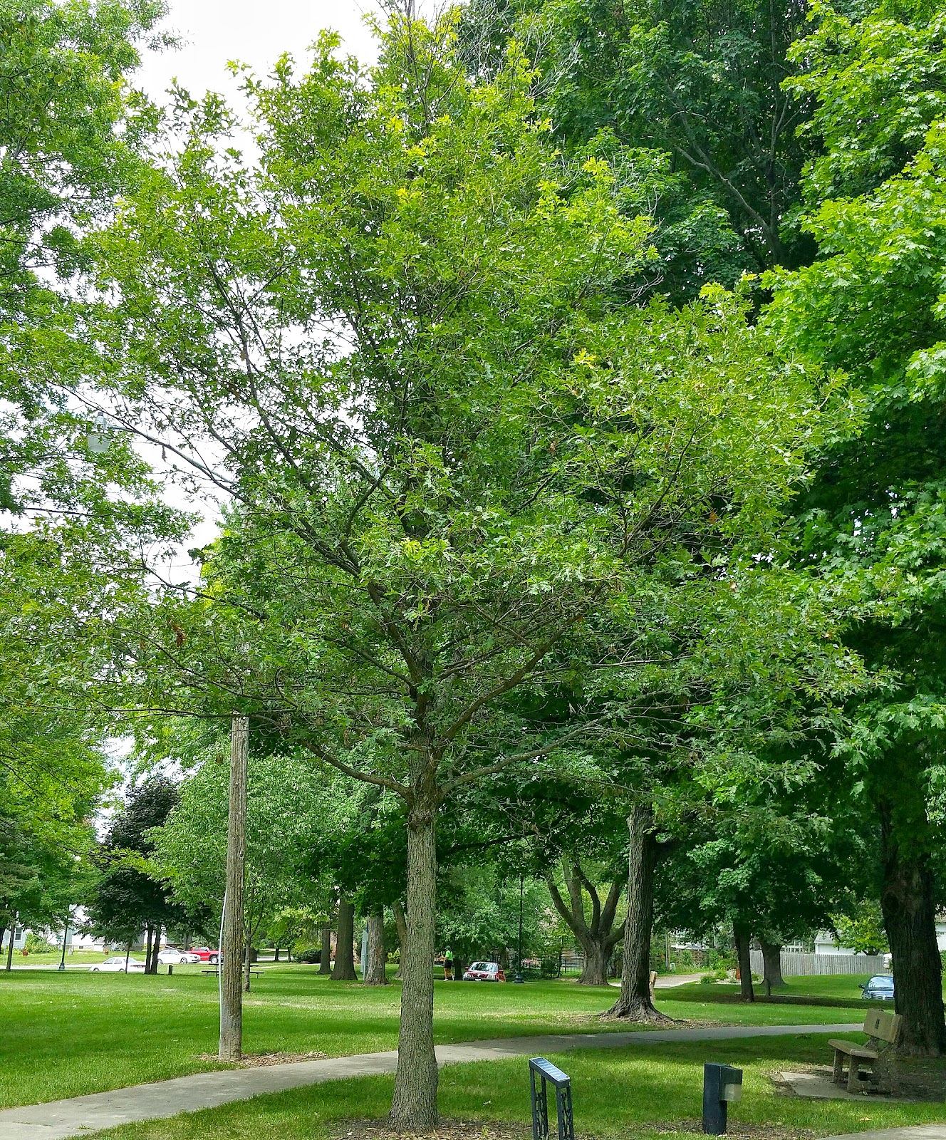 History and Culture by Bicycle: Storm Lake, Iowa: Living Heritage Tree ...