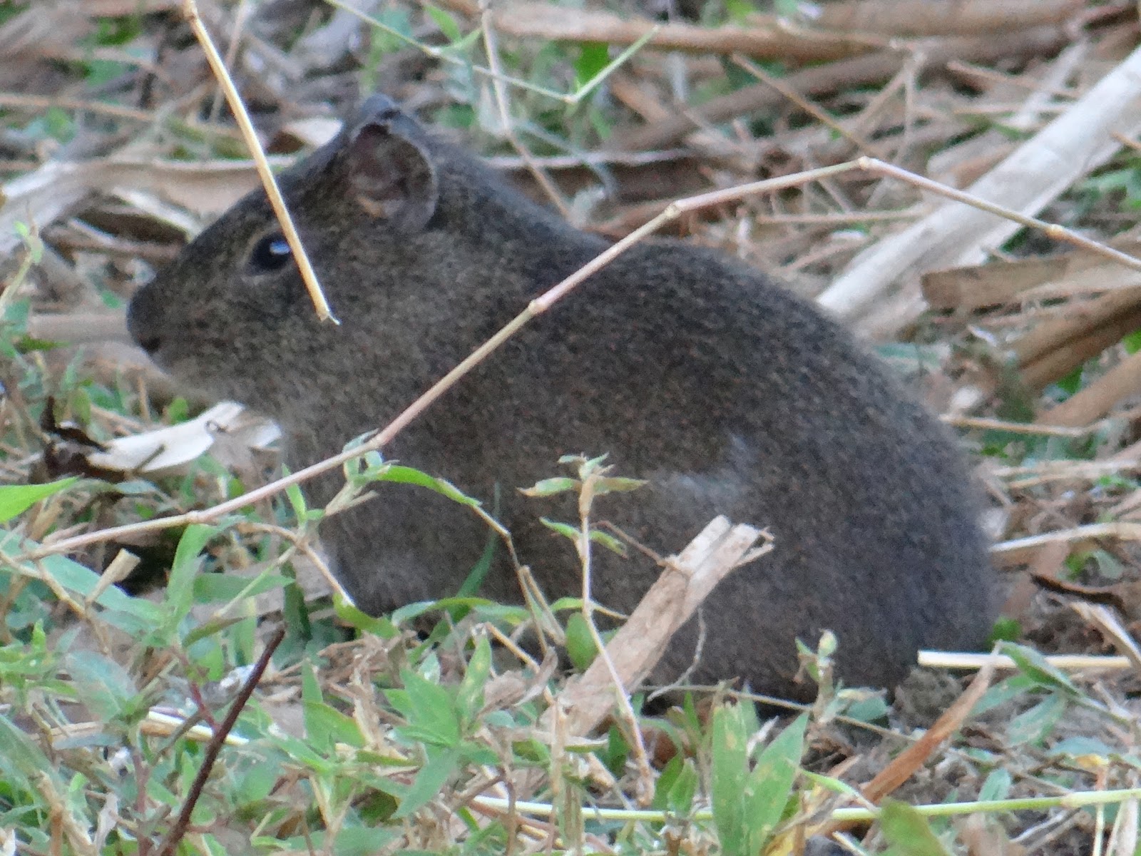 Blog do Ademir Carosia: Preá