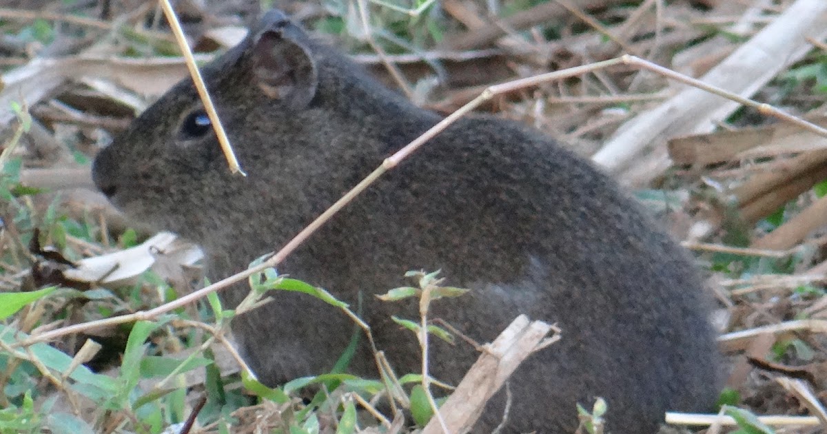 Blog do Ademir Carosia: Preá