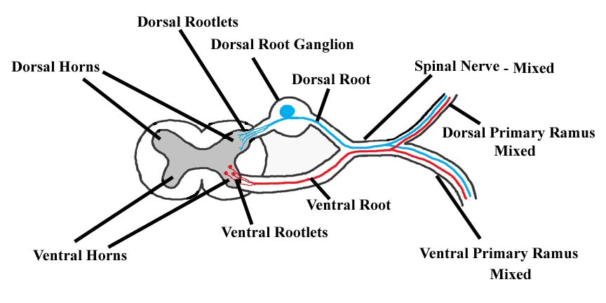 Brachial Plexus made Easy and Simple!