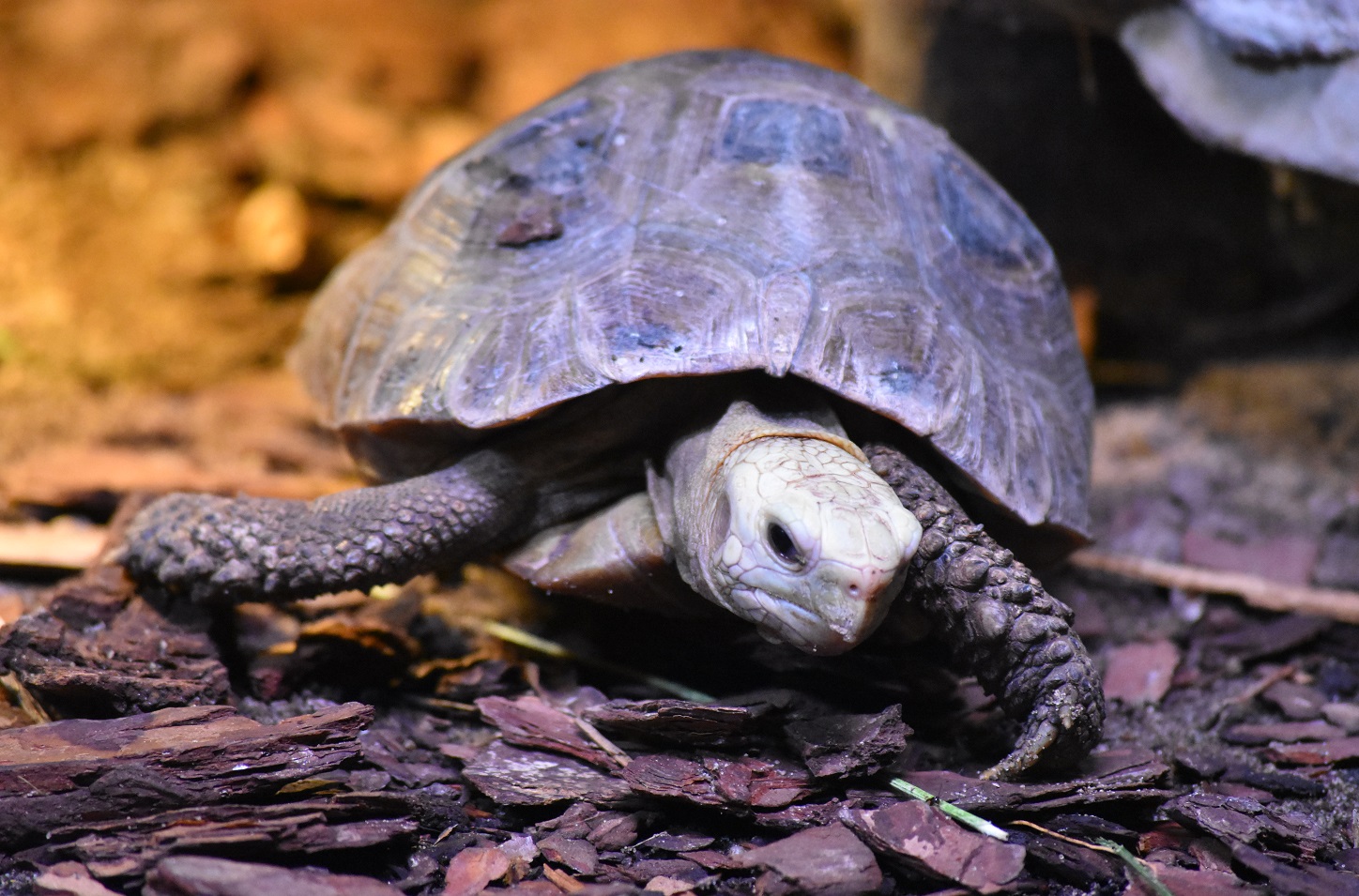 ZOOTOGRAFIANDO (6.100 ANIMALS): TORTUGA DE CABEZA AMARILLA / YELLOW ...