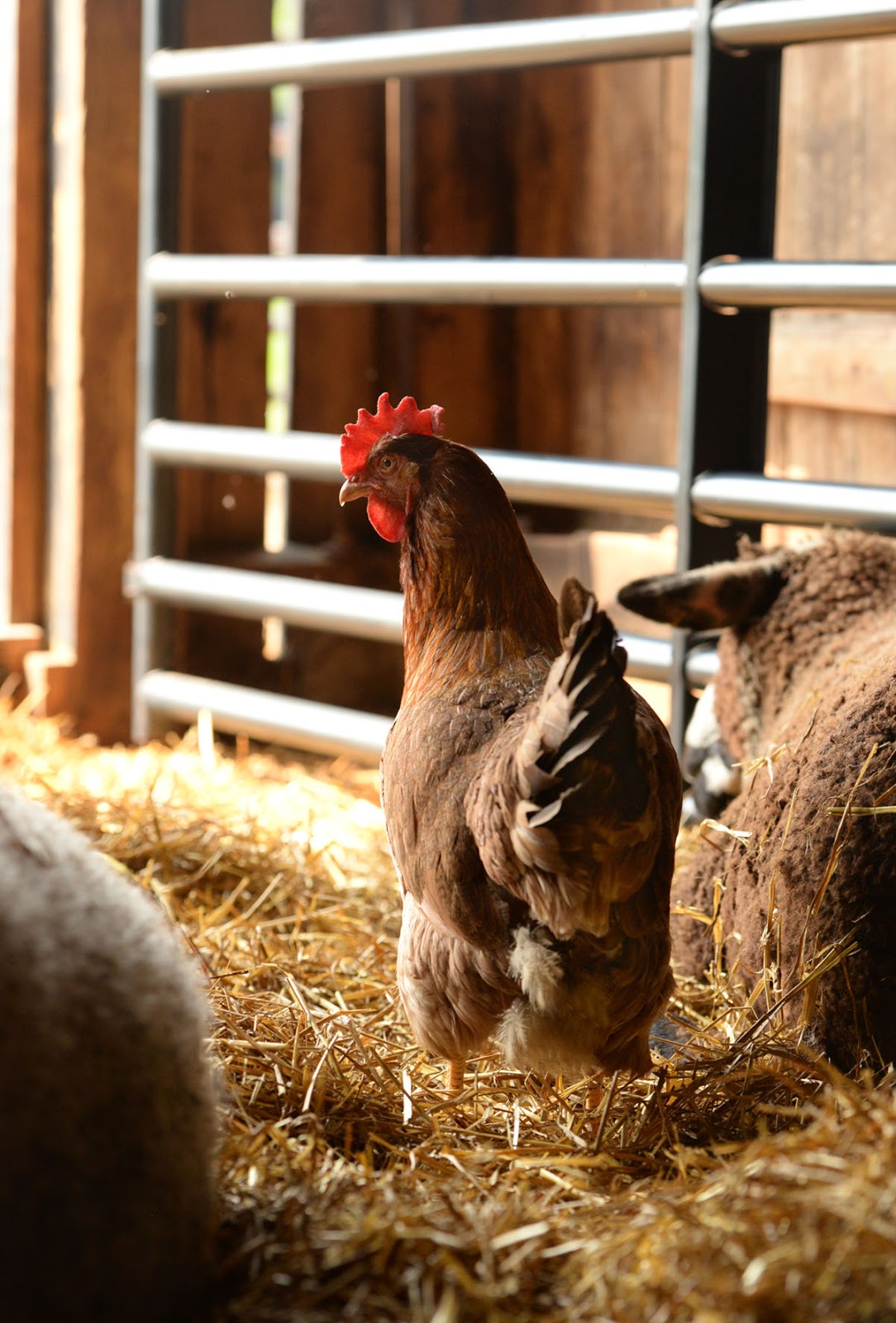 More Favorite Sheep: Chicken Picker