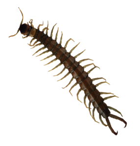 Los animales en la prehistoria: junio 2013