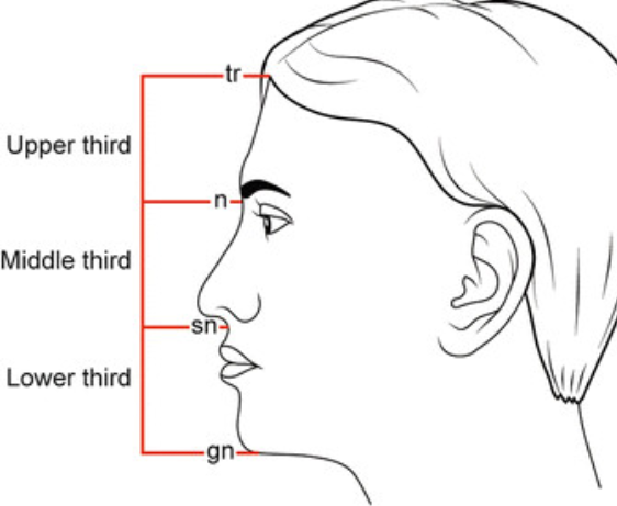 Principles of smile design