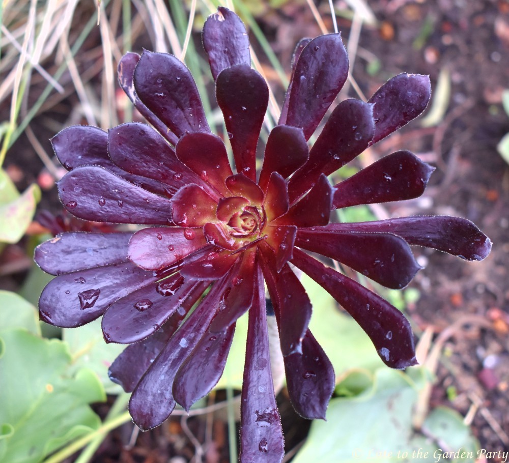 Aeonium Cyclops Flower