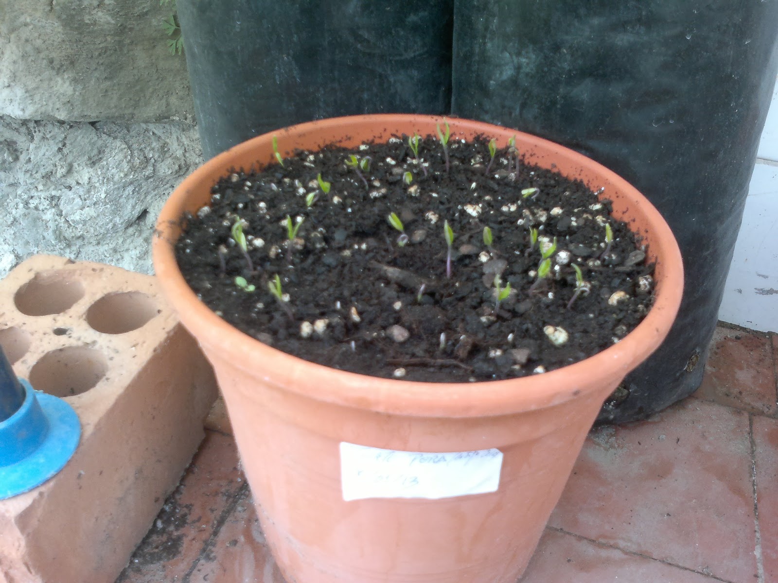 DIARIO DE UN CAMPESINO: SEMILLAS GERMINADAS DE TOMATE