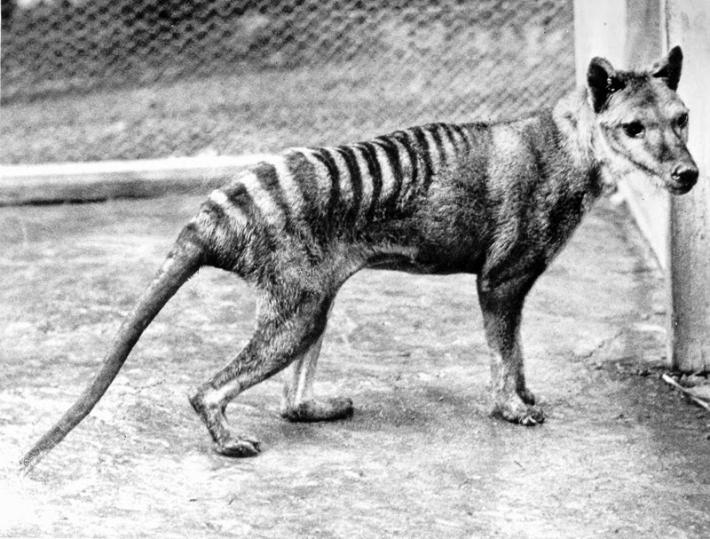 Criptozoología en España: El último tilacino