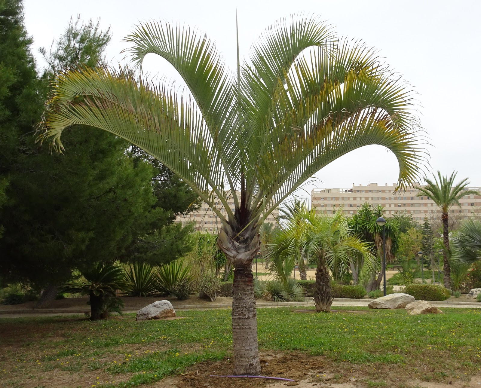 HERBARIO VIRTUAL DE BANYERES DE MARIOLA Y ALICANTE: Neodypsis decaryi ...