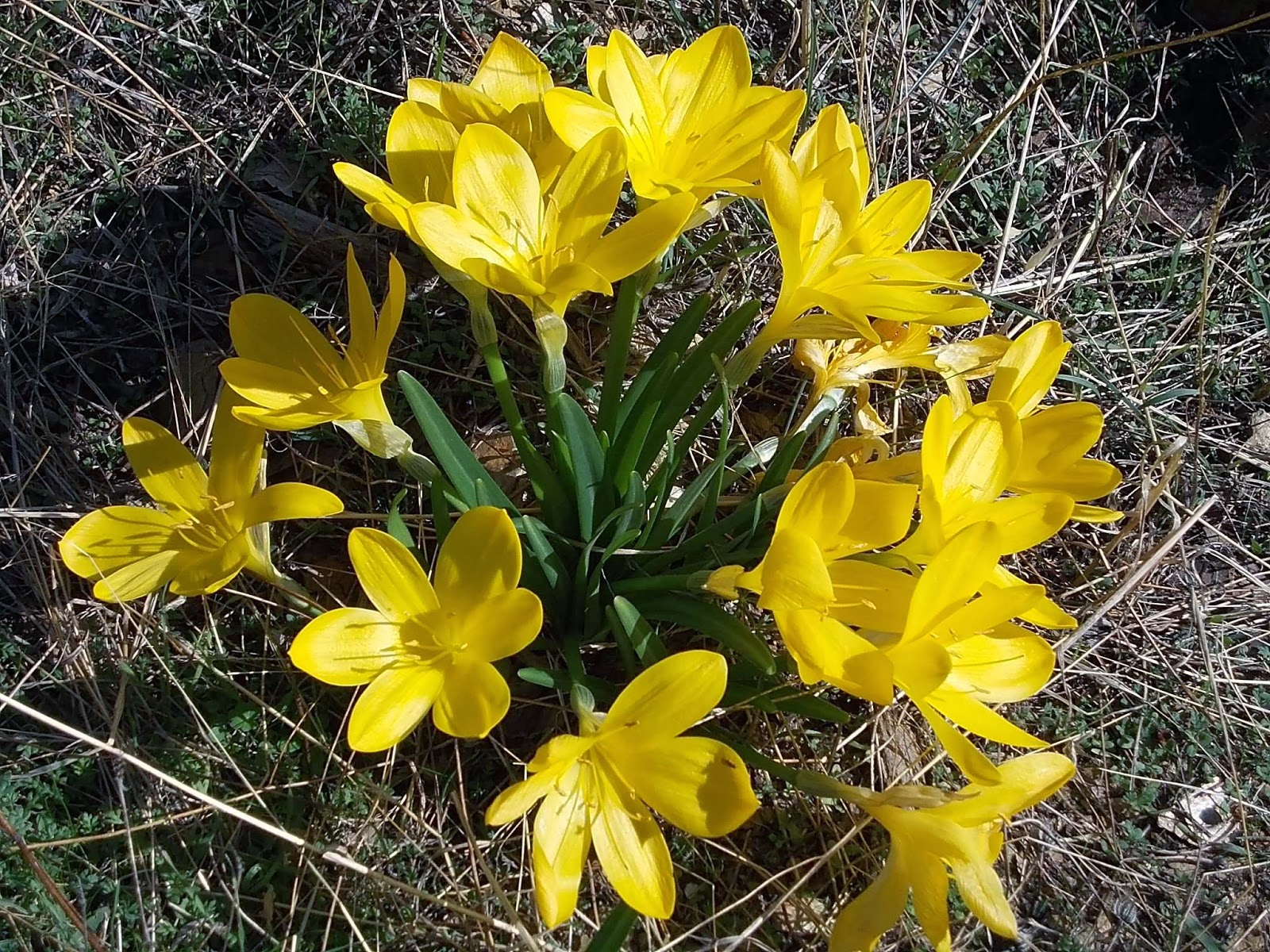 Doğadan Kareler: Sarı Dağ Nergisi Resimleri