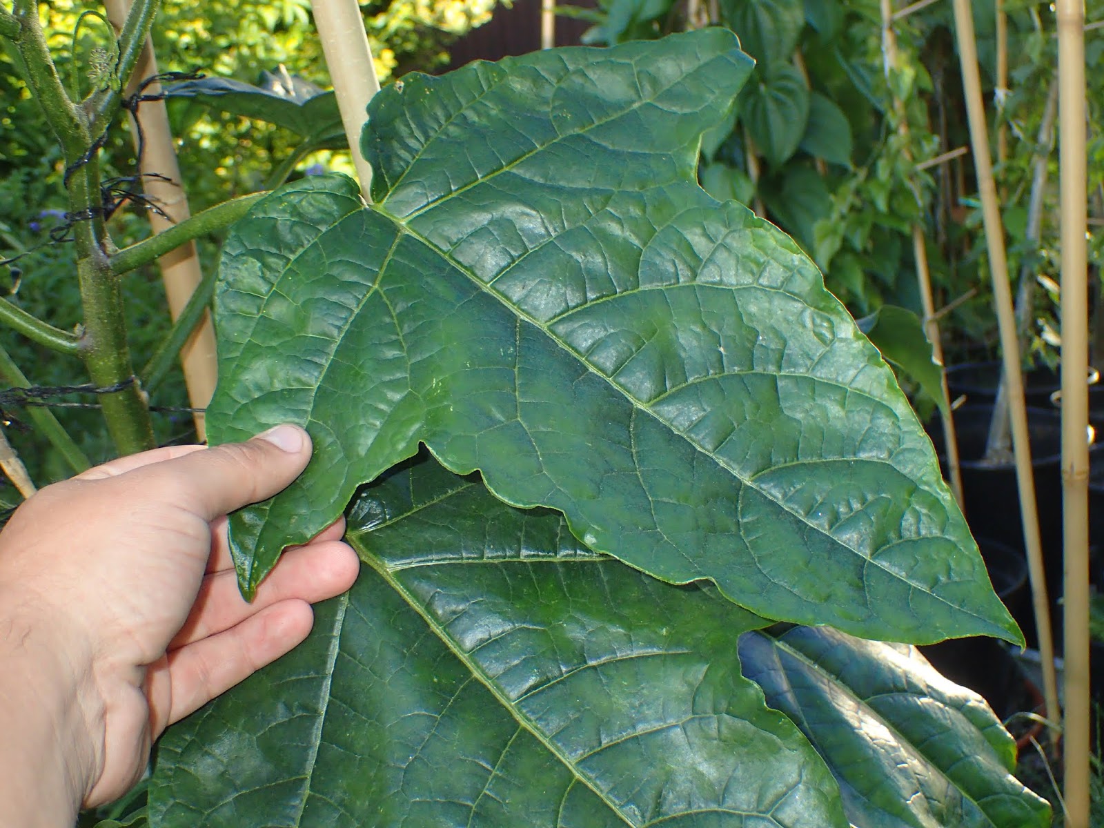 Scirpidiella's Plants: Hybrid of Hardy Tamarillo’s (Cyphomandra ...