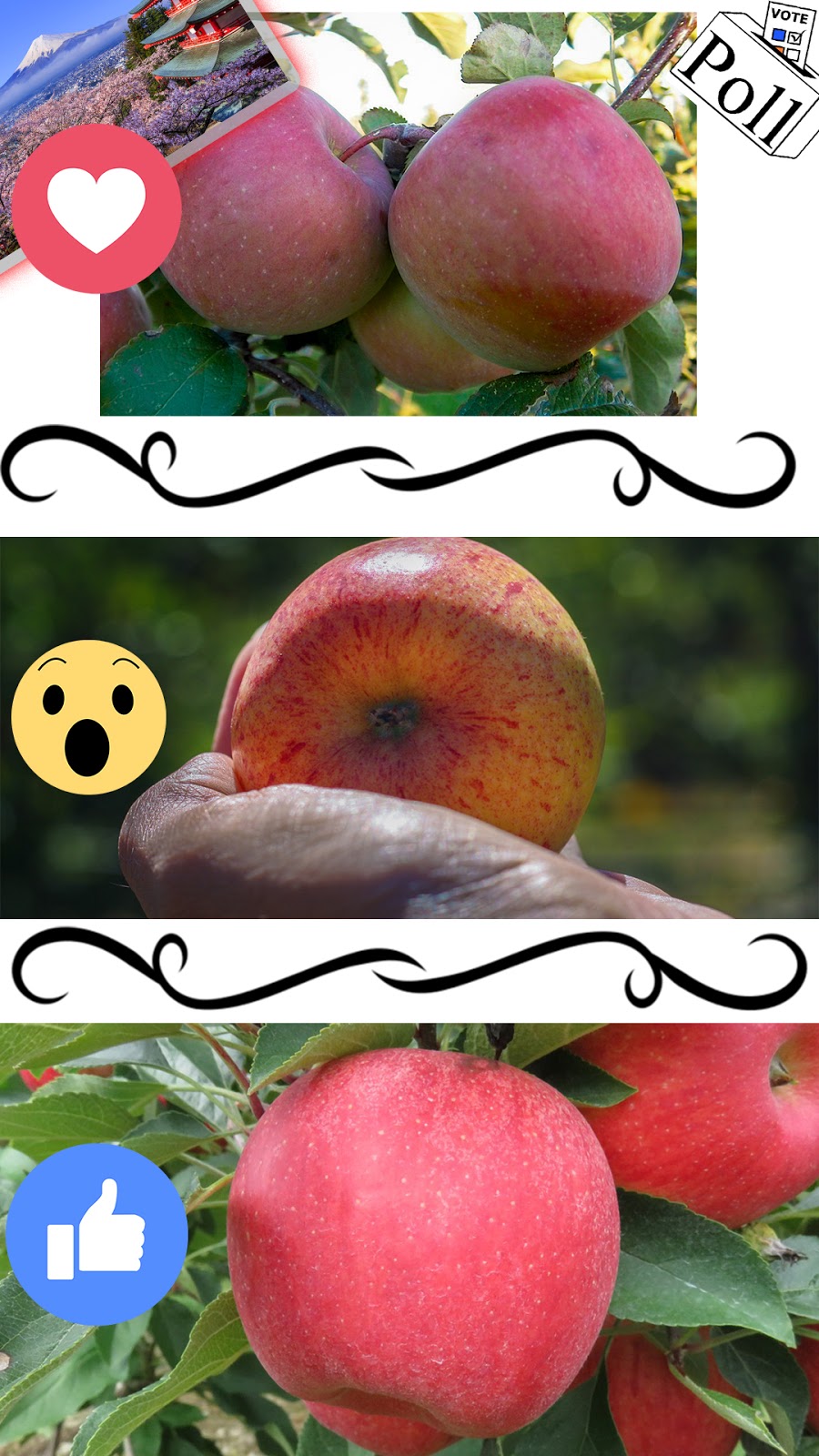 Daleys Fruit Tree Blog: Multi Graft: About 3 way Apple Trees Fuji,Gala ...