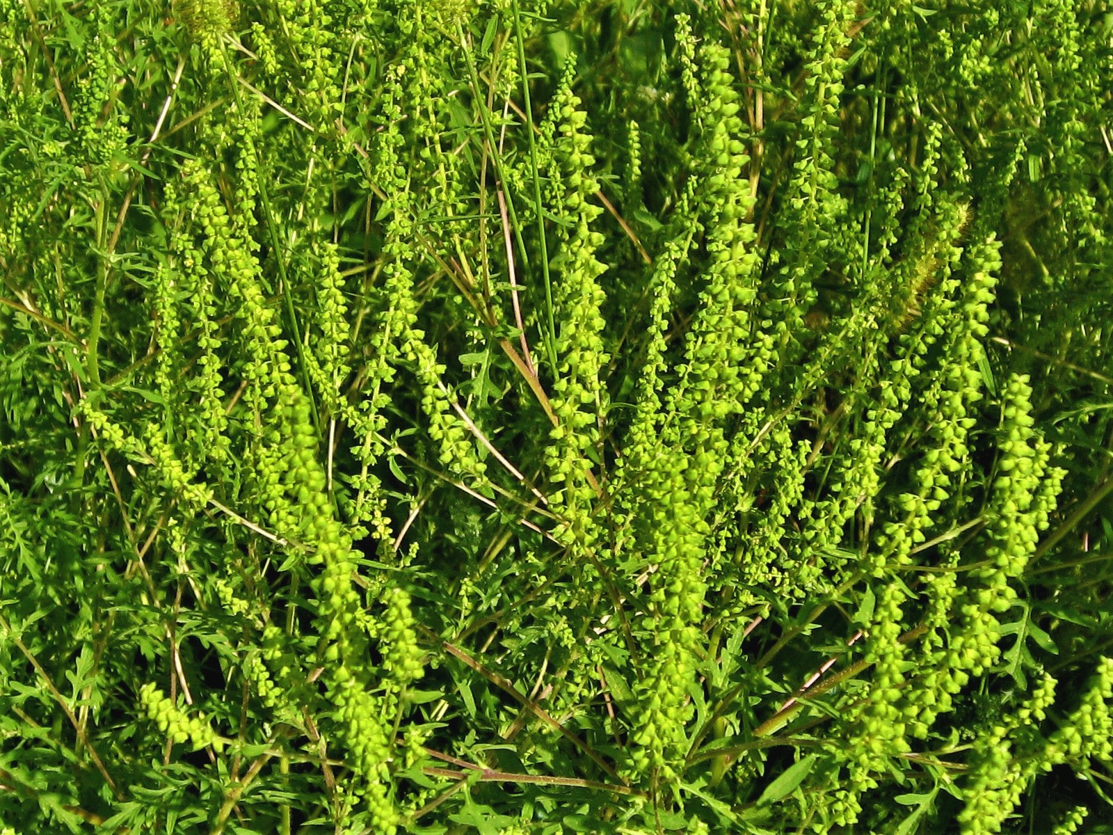 Iskrice iz Porabja: Invazivne tujerodne rastline - ambrozija (1. del)