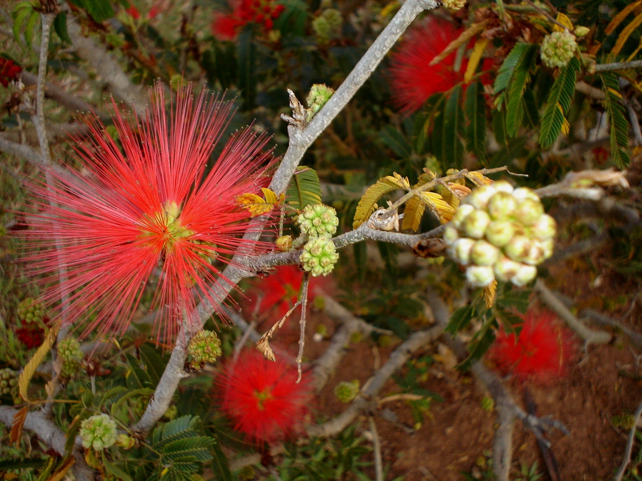Caliandra do Cerrado: Flor Caliandra do Cerrado