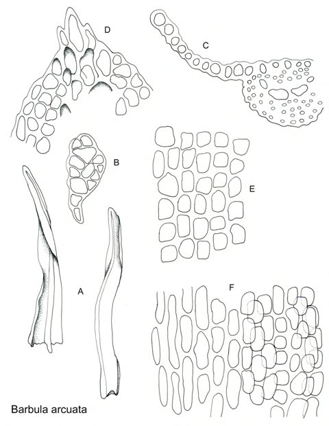 Flora de Puerto Rico Ilustrada Papo Vives: MUSGOS POTTIACEAE BARBULA SPS