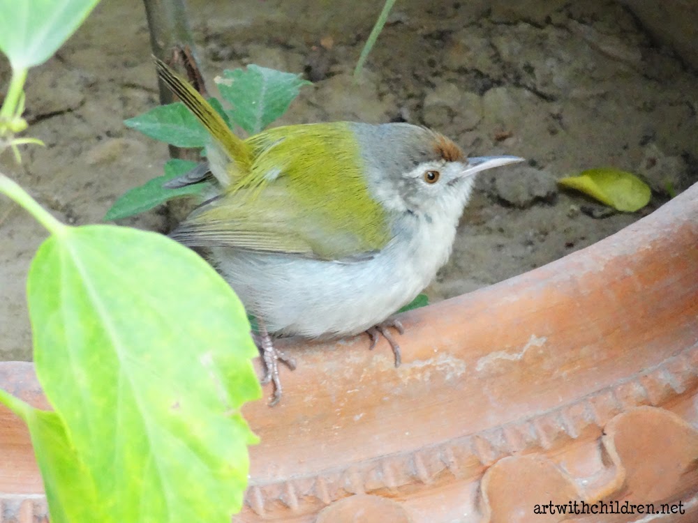 DRAWING A COMMON TAILOR BIRD