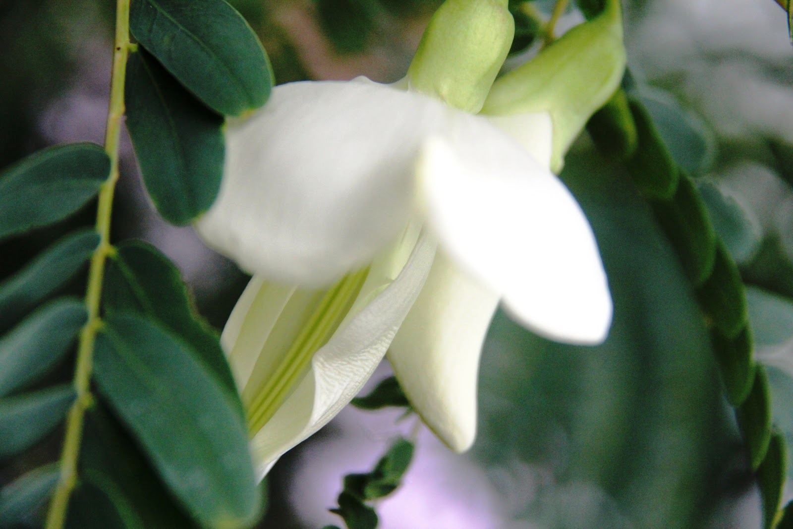 Dari Lensa Kelabu: BUNGA GETI