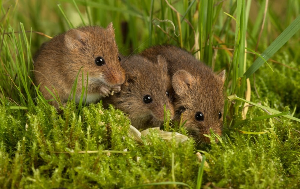Lynn White, Focus Sessions: Giant Mice Destroying Australia