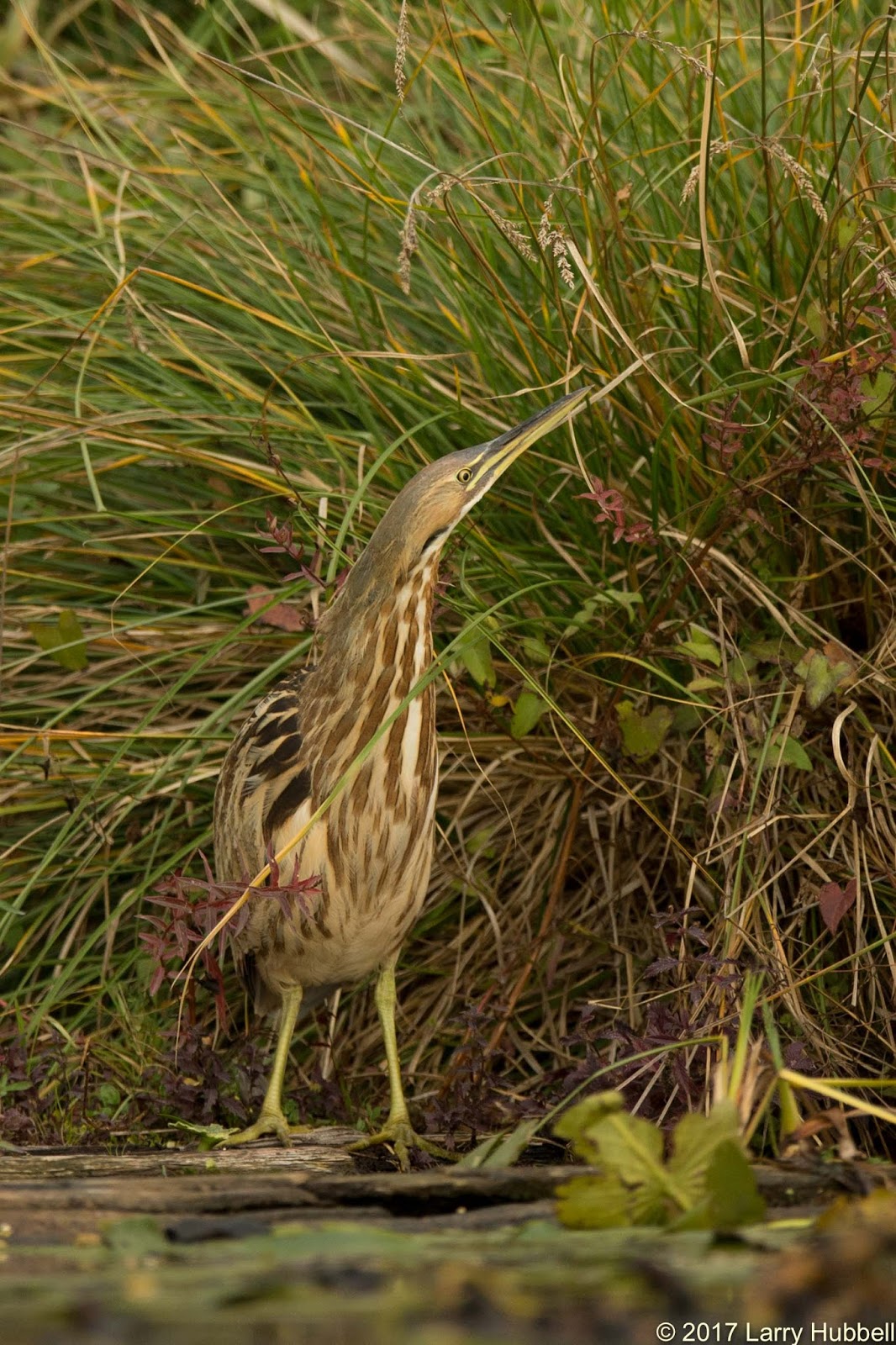 Laurelhurst Blog: All About Bittern Birds And Rare Sighting
