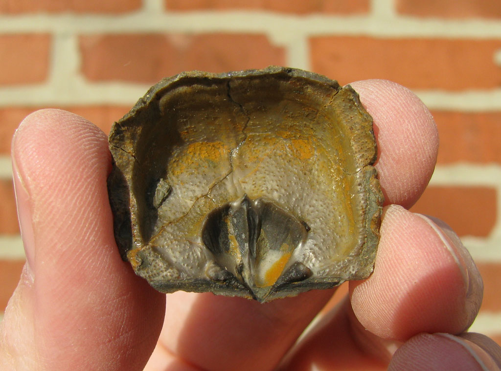 Views of the Mahantango: Leptaena analogaeformis brachiopod from Poland