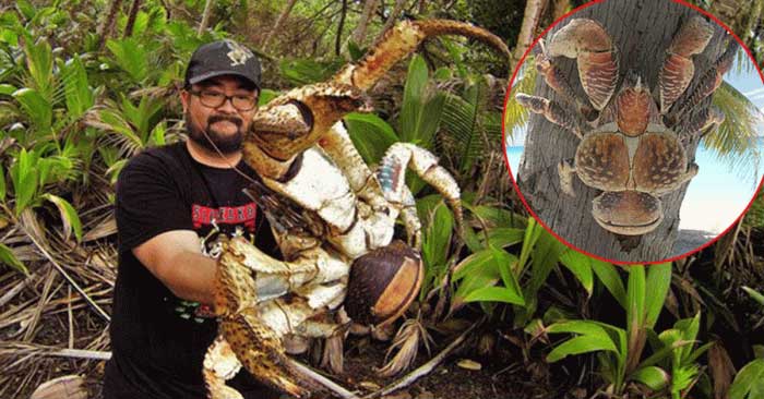 Terbesar Raja Kepiting Ternyata Dari Tasmania - Berita Aneh dan Unik ...