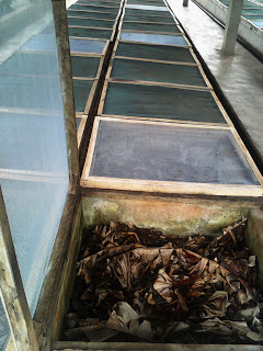 Step-By-Step Guide on How to Build a Snail Pen (SNAILERY) - G&D Mega Farm