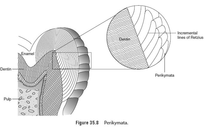 Enamel structures 2 l Oral histology & biology MCQs for dental students ...