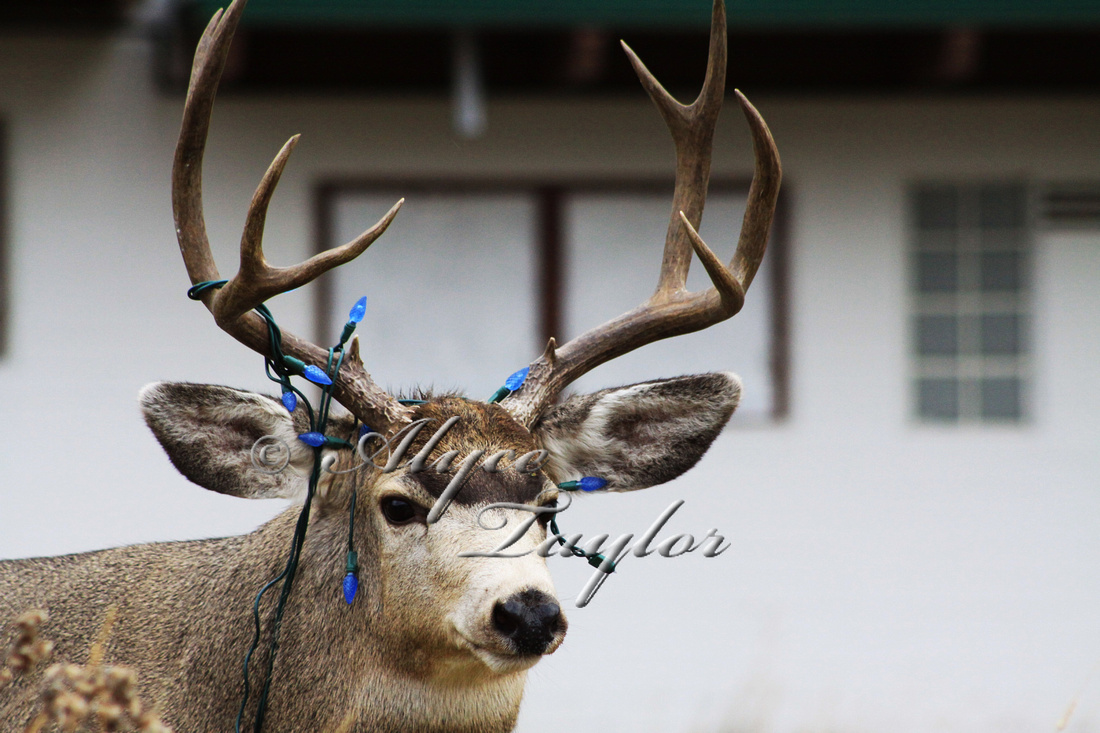 WWE Wrestling: Taylor Wild X-MAS Pics